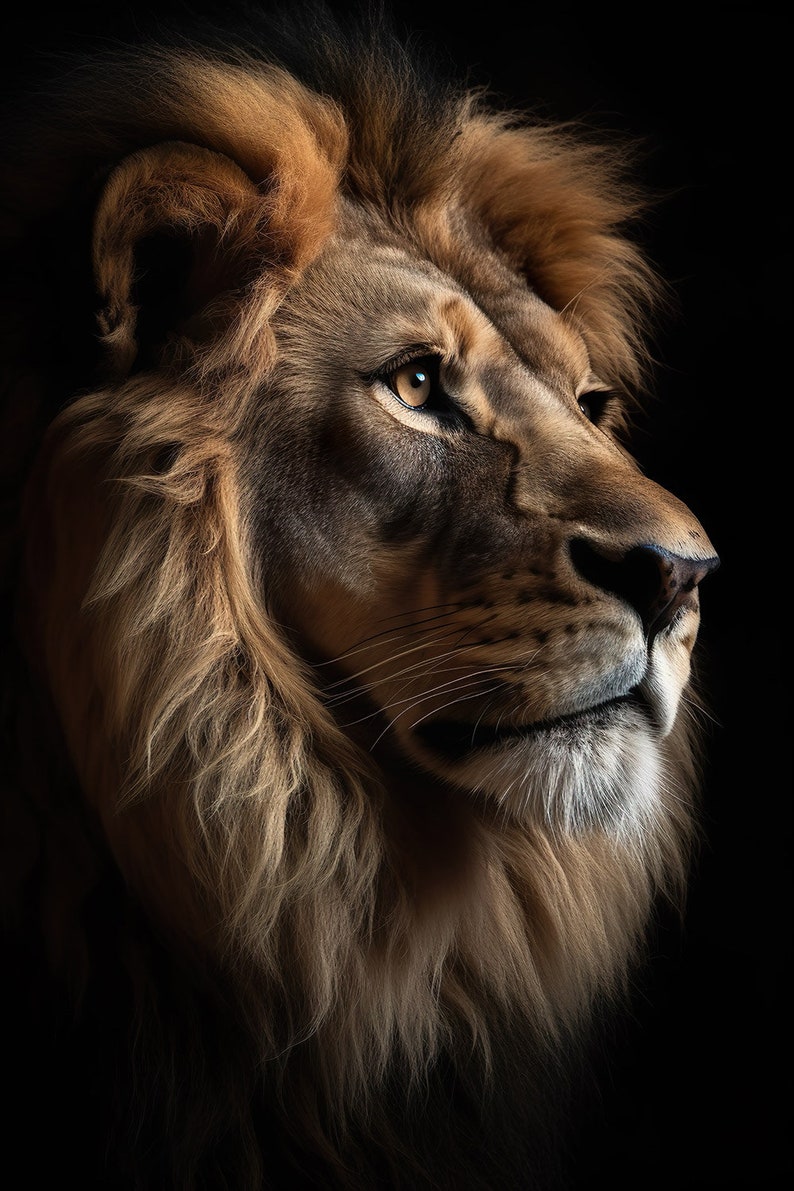 Male Lion Head Closeup Wildlife Photo Digital Download Print - Etsy