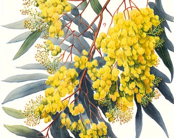 Wattle Australian Native Tree Flower Watercolour Painting Digital ...
