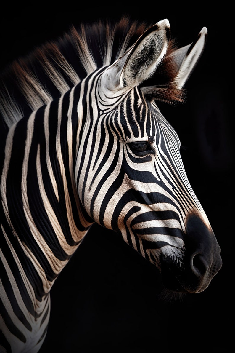 Zebra Head Closeup Wildlife Photo Digital Download Print - Etsy