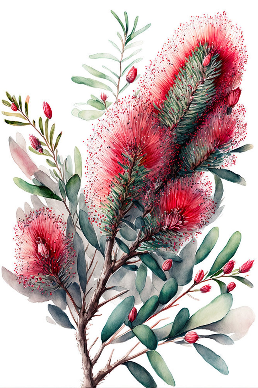 Bottle Brush Australian Native Tree Flower Watercolour Painting Digital ...