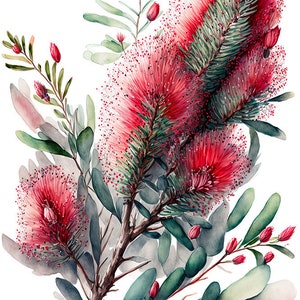 Bottle Brush Australian Native Tree Flower Watercolour Painting Digital ...