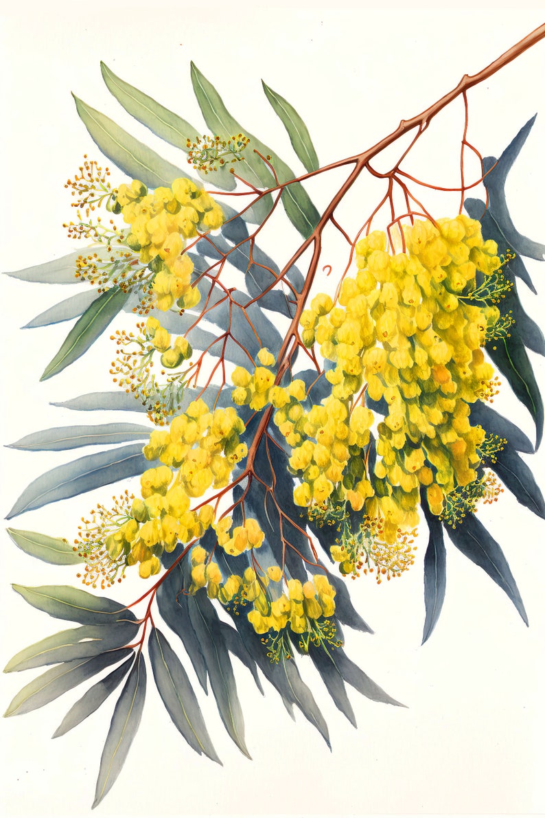 Wattle Australian Native Tree Flower Watercolour Painting 4 - Etsy ...