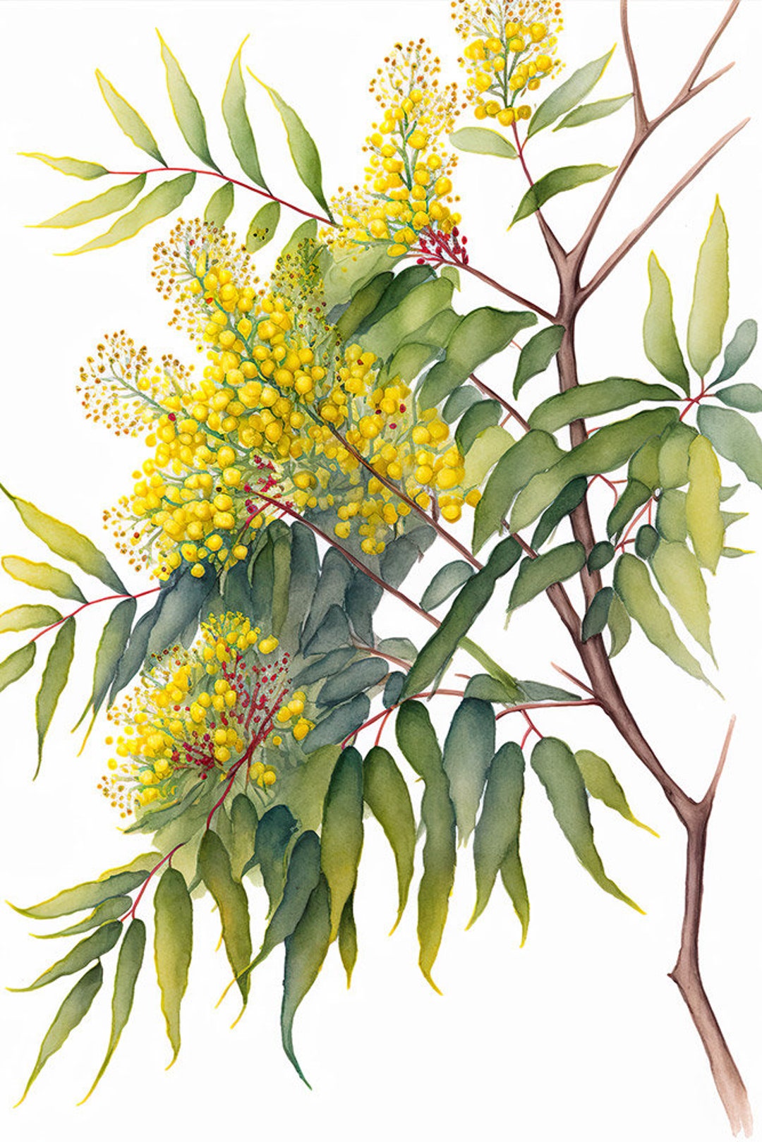 Wattle Australian Native Tree Flower Watercolour Painting 2 Digital ...