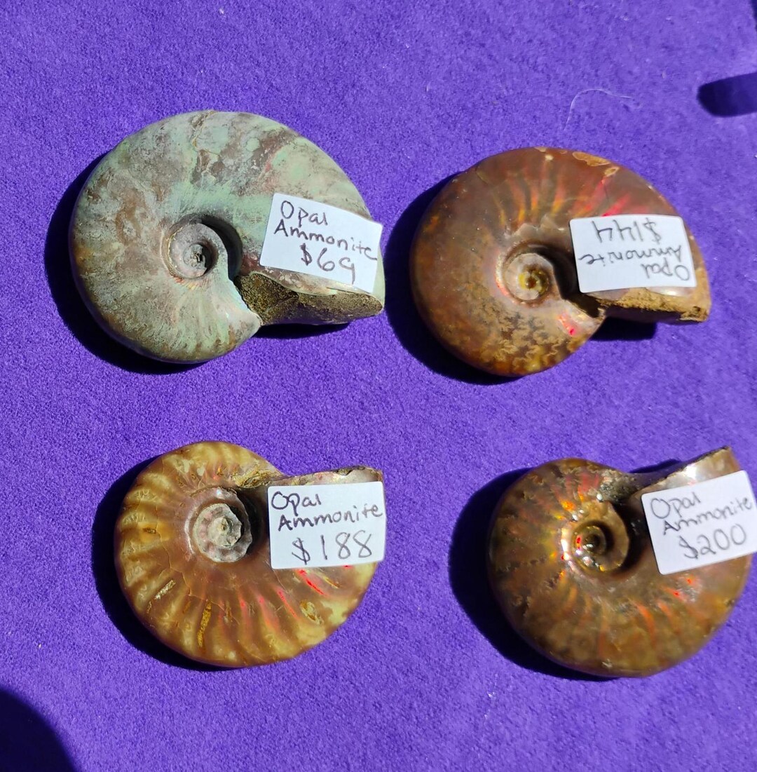 Opalized Ammonite Fossils - Etsy