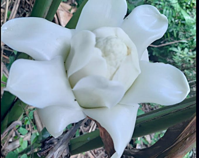 White Torch Ginger Etlingera Elatior White Color Large to | Etsy