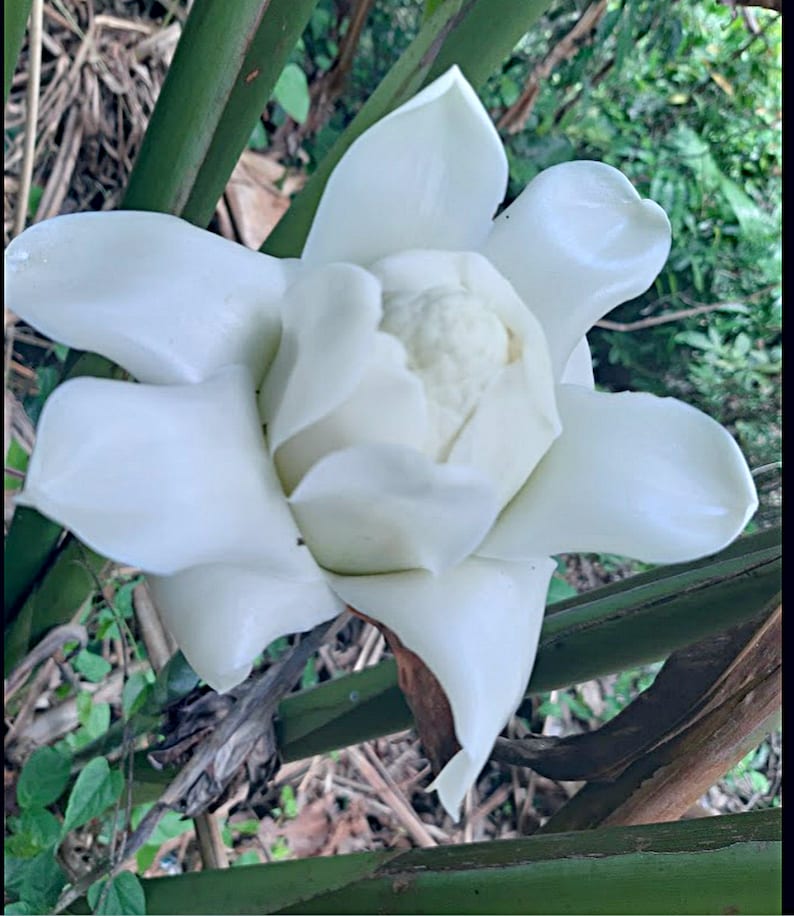 White Torch Ginger Etlingera Elatior White Color Large to - Etsy