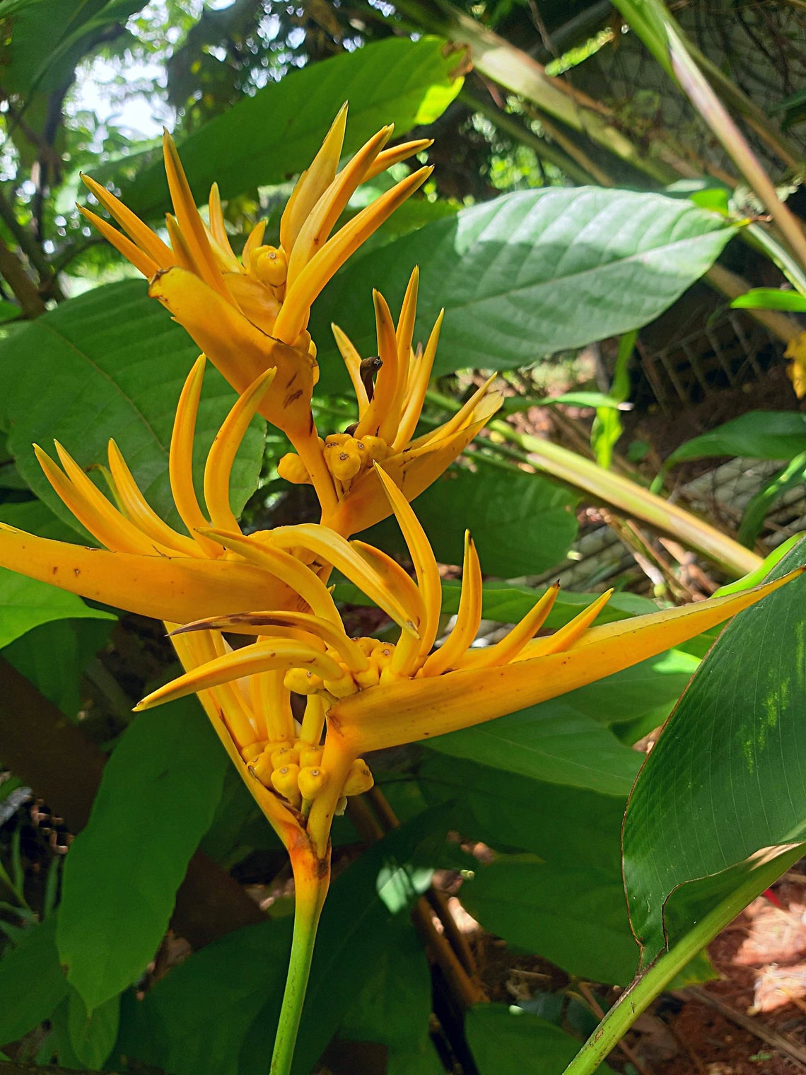 Heliconia Exotic Tropical Plant Rhizomes Heliconia Spathocircinata ...