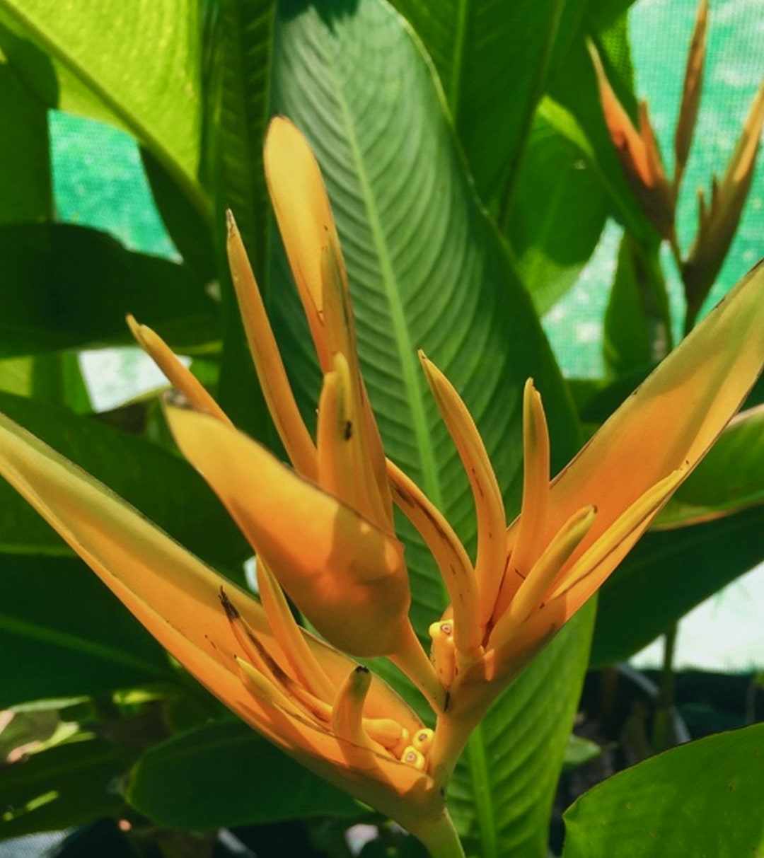 Heliconia Exotic Tropical Plant Rhizomes Heliconia Spathocircinata ...