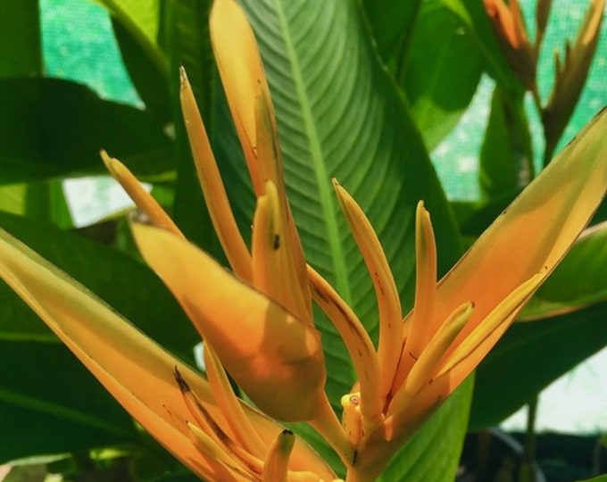 Heliconia Exotic Tropical Plant Rhizomes Heliconia Spathocircinata ...