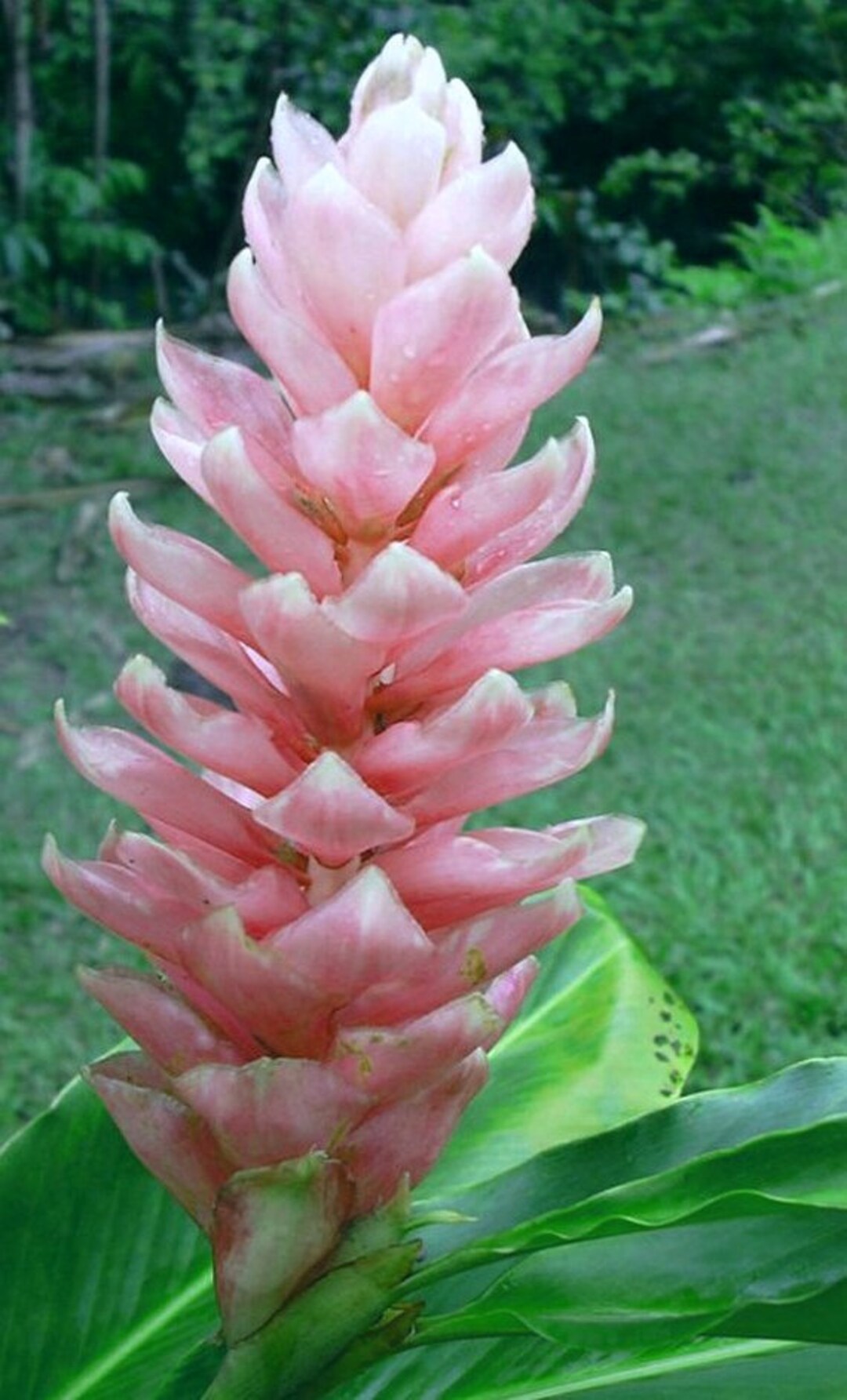 Exotic Tropical Plant Rhizomes Pink Ginger Alpinia Purpurata Zingiber 1 ...