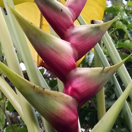 Heliconia Caribaea St. Lucia Live Rhizome Exotic Tropical - Etsy