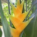 Curcuma ELATA Hidden Lily Ginger Flower Giant Plume Mature Rhizome W ...