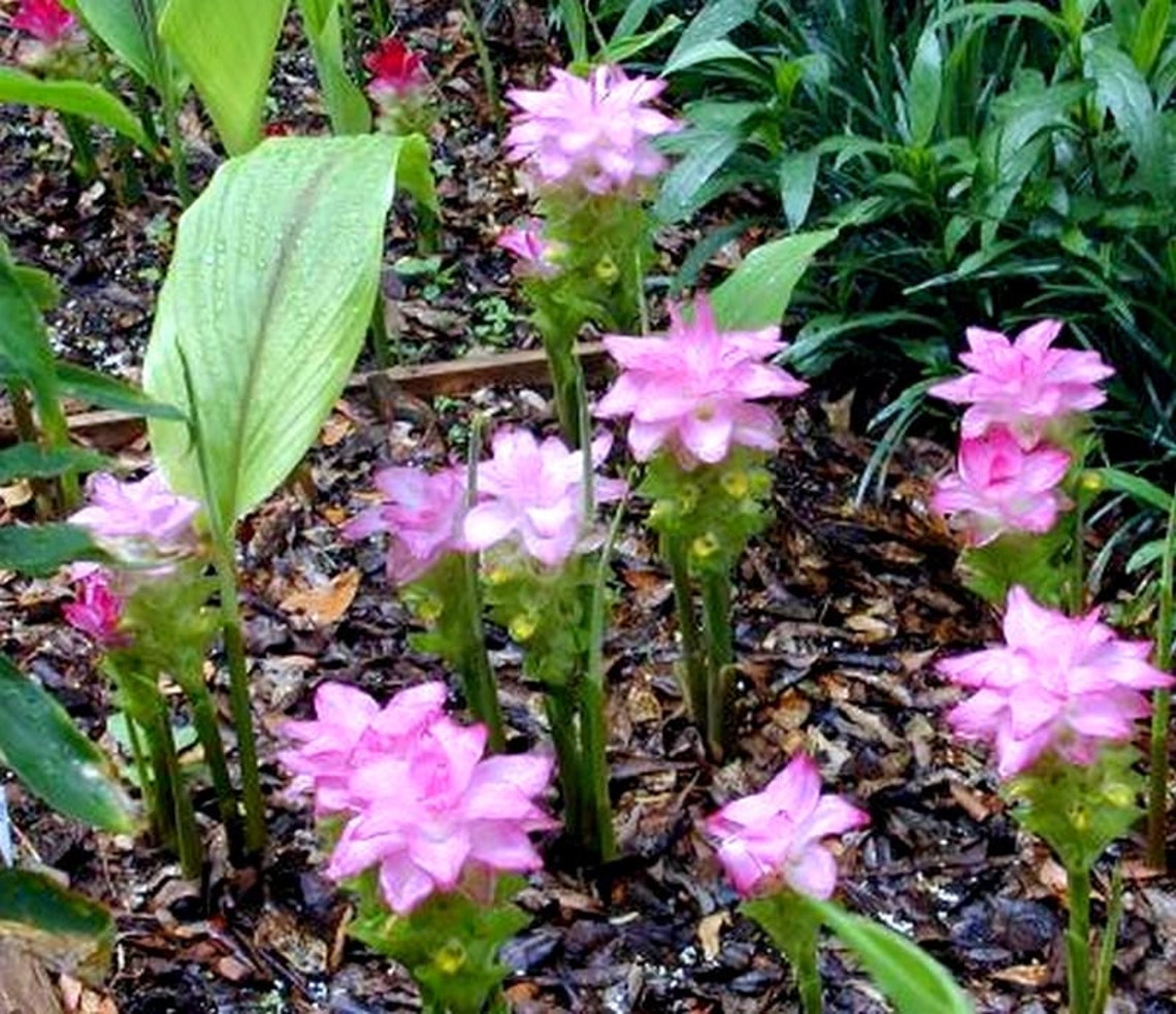 Curcuma ELATA Hidden Lily Ginger Flower Giant Plume Mature - Etsy
