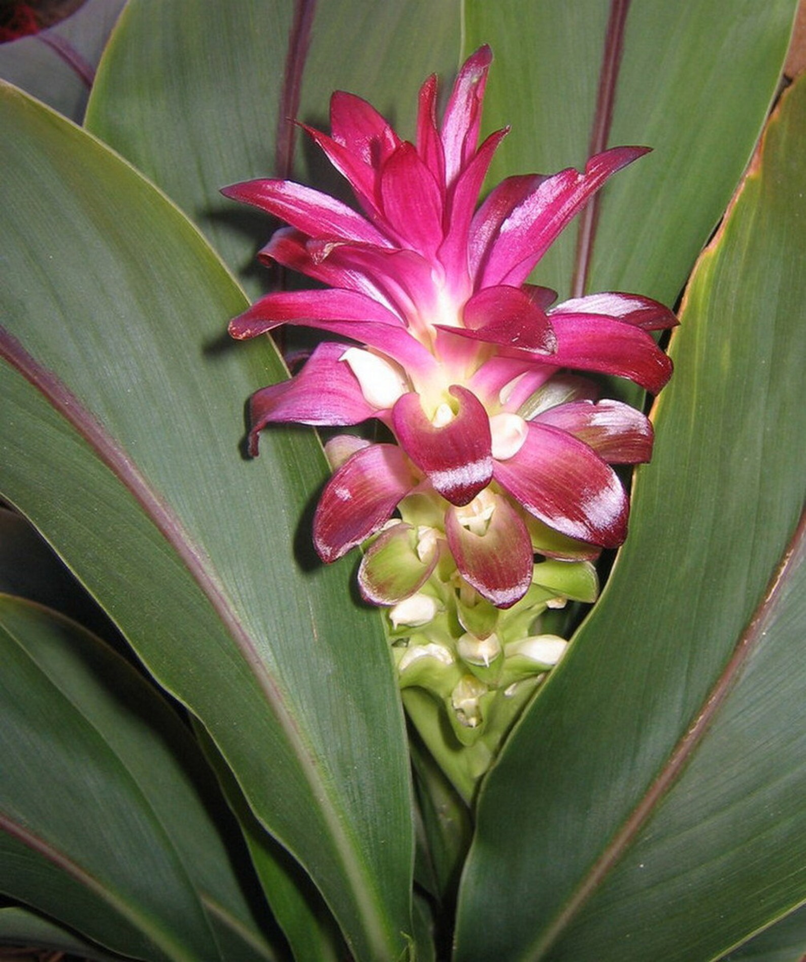 Curcuma Voodoo Magic ginger flower mature Rhizome w/ roots... | Etsy