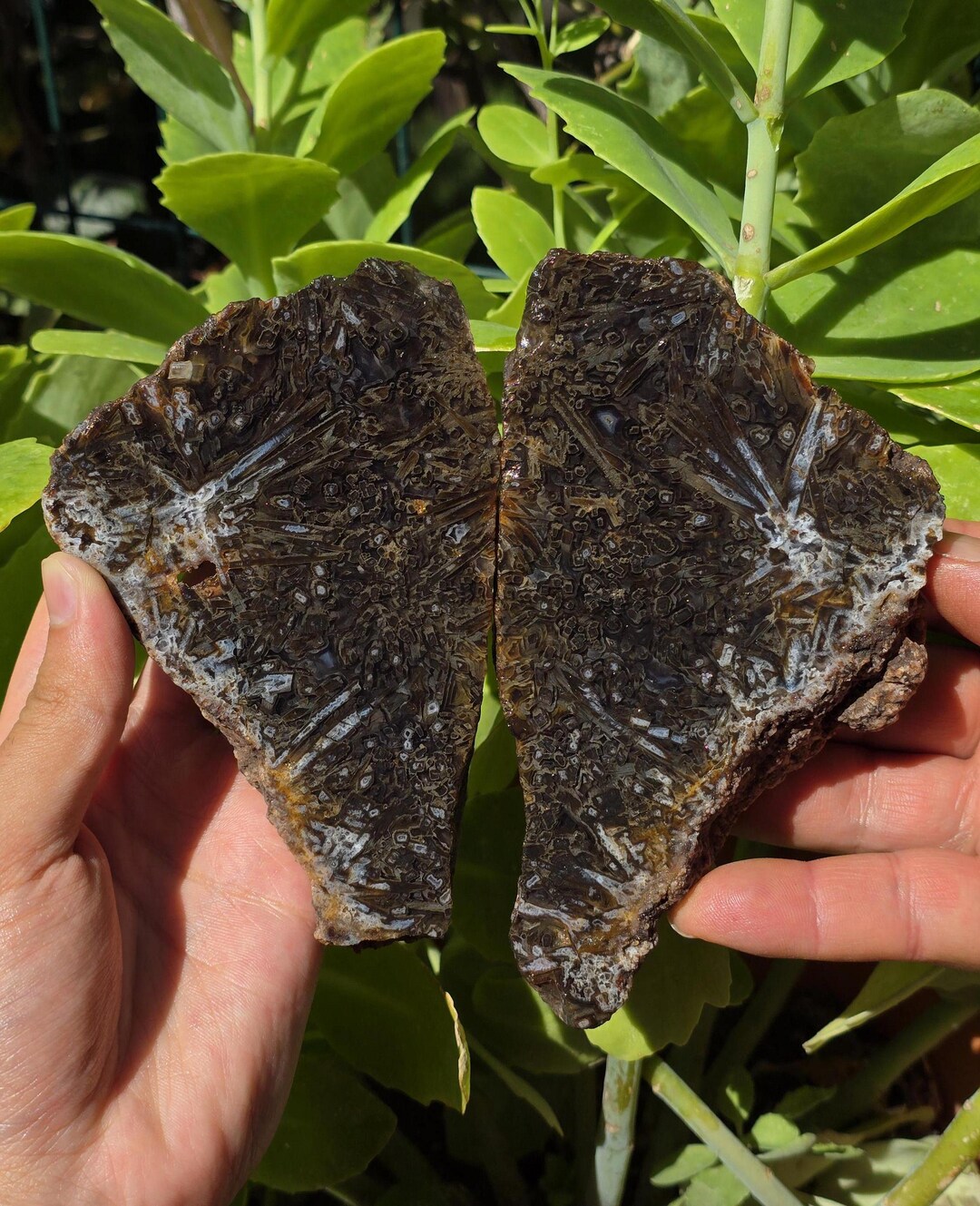 3D Turkish Stick Agate Pair, Cut and Polished Turkish Agate, North ...