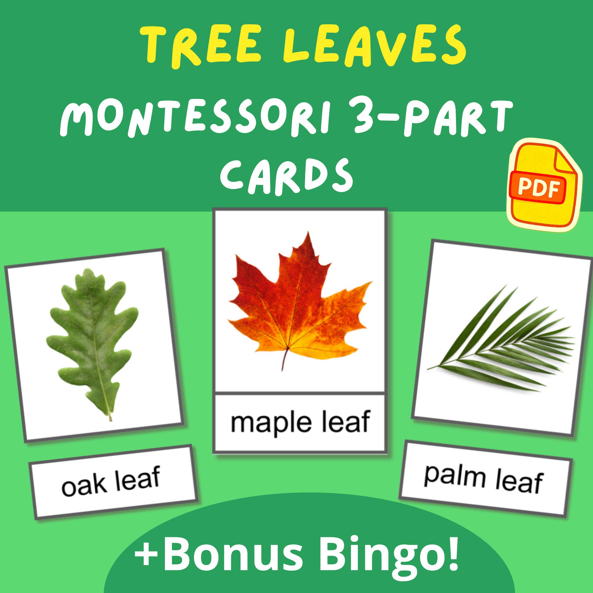 Montessori Leaf Cards PDF | Nature Printable for Kids 3–6 + Bingo Game ...