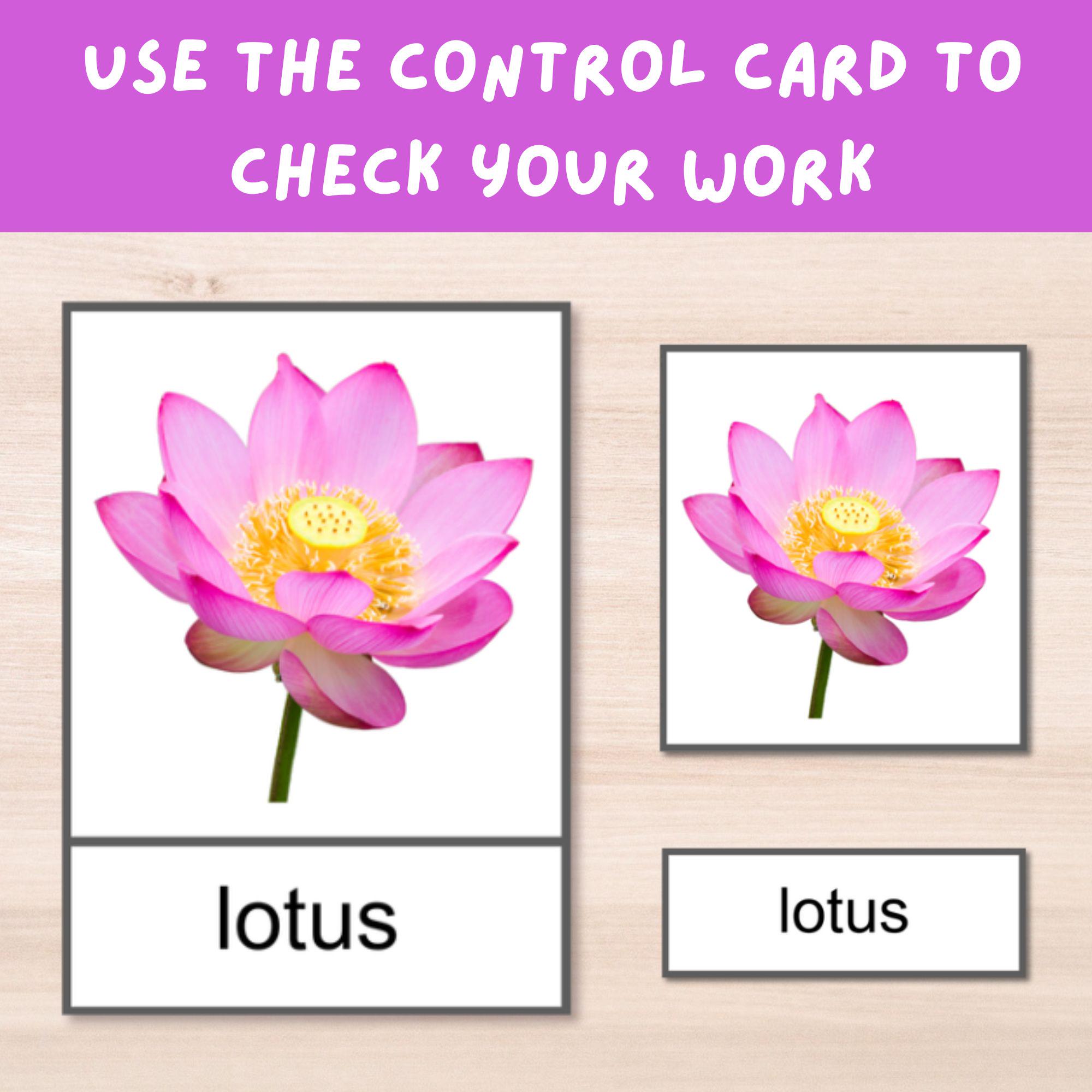 Montessori Flower Cards: 3-part Nomenclature + Bingo Game (PDF) - Etsy