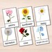 Montessori Flower Cards: 3-part Nomenclature + Bingo Game (PDF) - Etsy