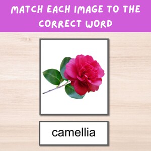 Montessori Flower Cards: 3-part Nomenclature + Bingo Game (PDF) - Etsy