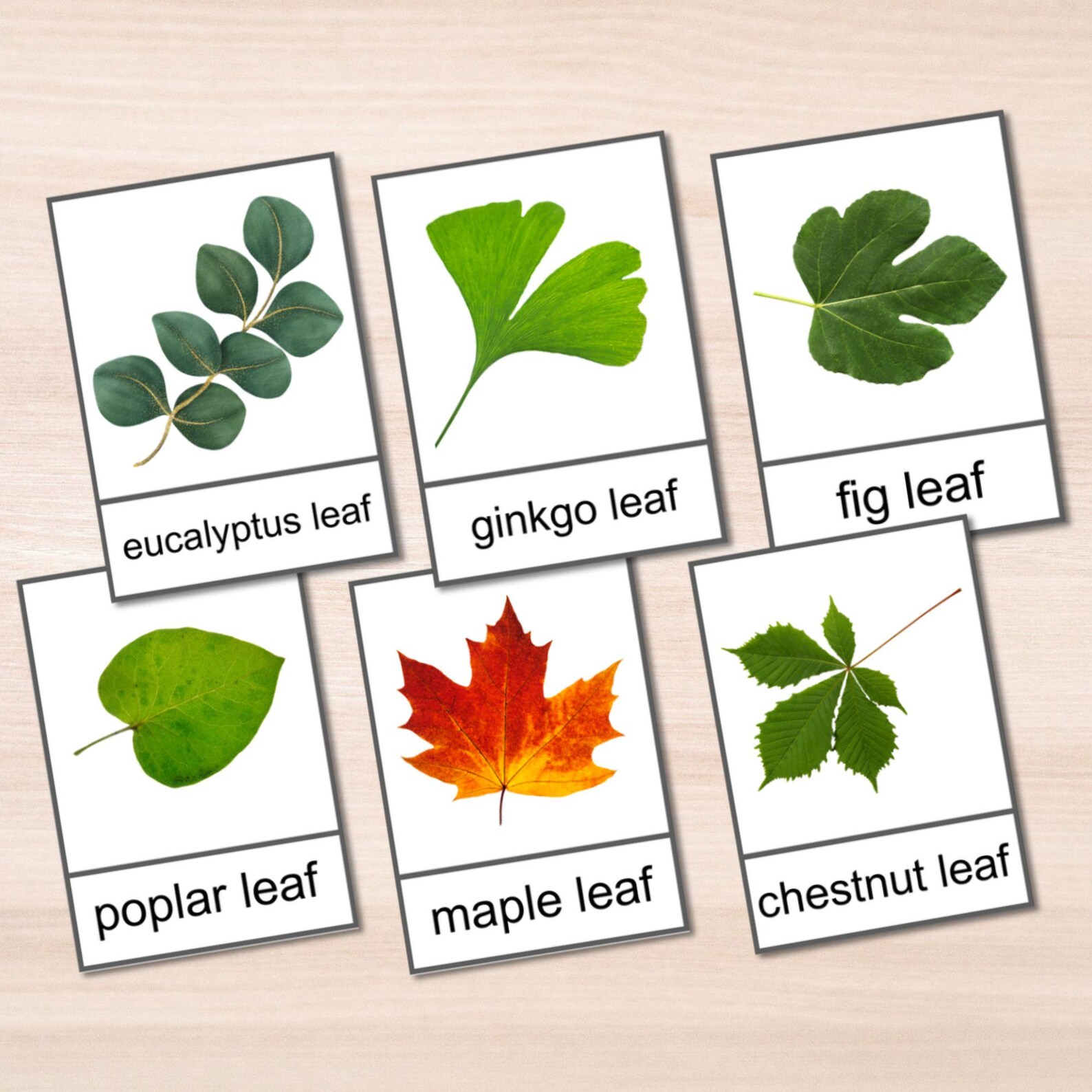 Montessori Leaf Cards PDF | Nature Printable for Kids 3–6 + Bingo Game ...