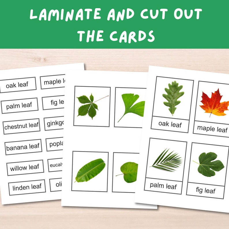 Montessori Leaf Cards PDF | Nature Printable for Kids 3–6 + Bingo Game ...