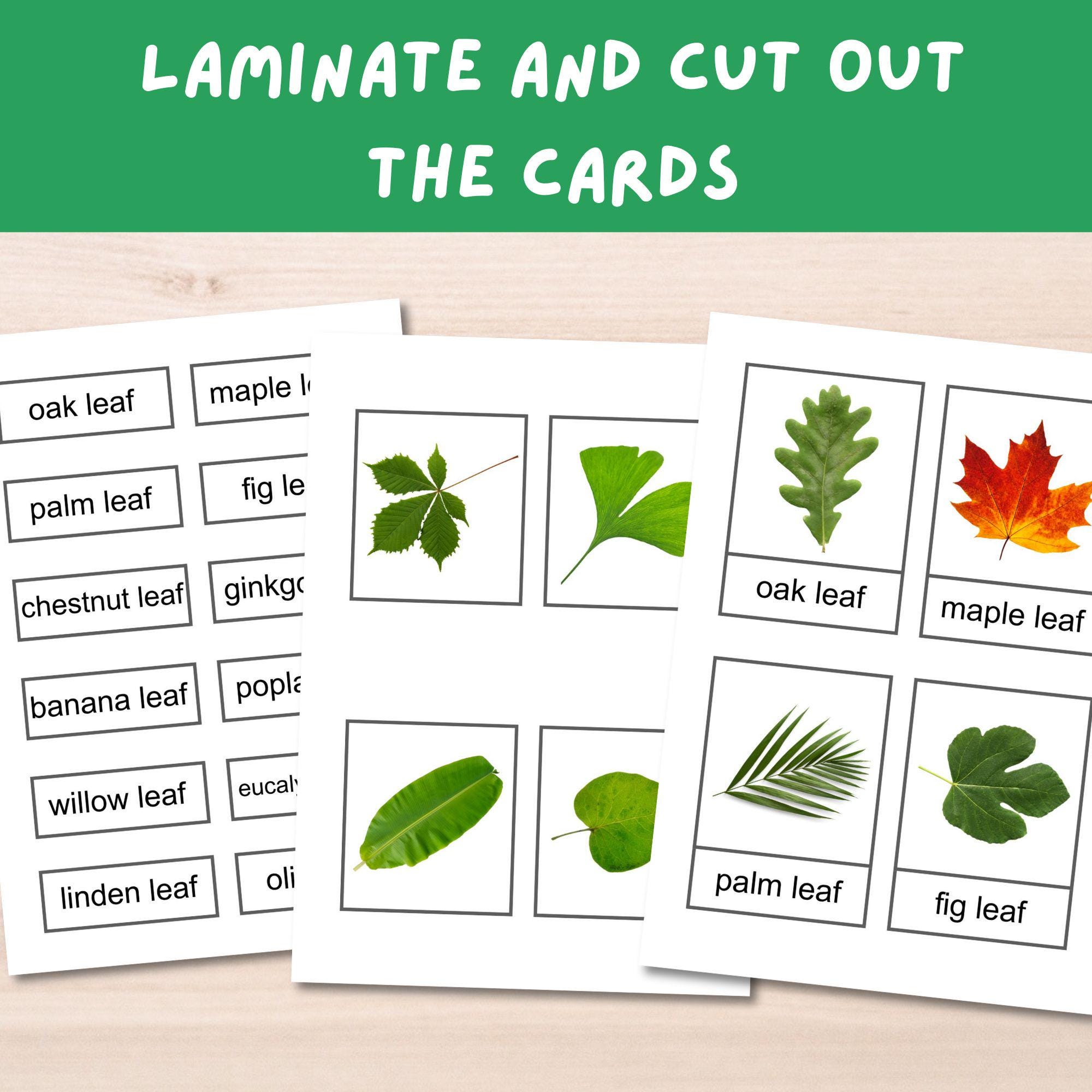 Montessori Leaf Cards PDF | Nature Printable for Kids 3–6 + Bingo Game ...