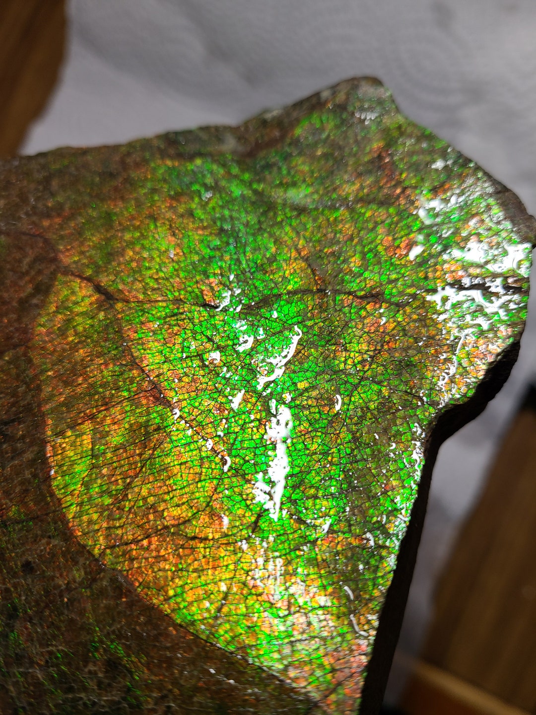 Ammolite Rough Canadian Ammolite - Etsy