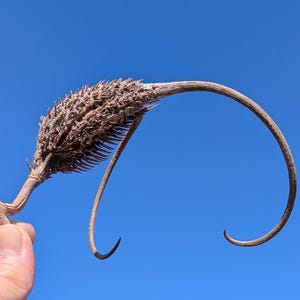 Devils Claw Seed Pods - Etsy