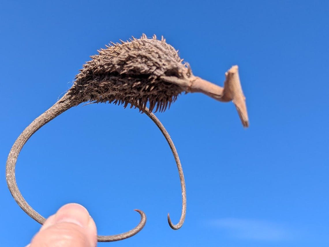 Devils Claw Seed Pods - Etsy