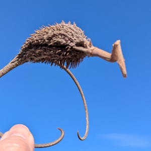 Devils Claw Seed Pods - Etsy