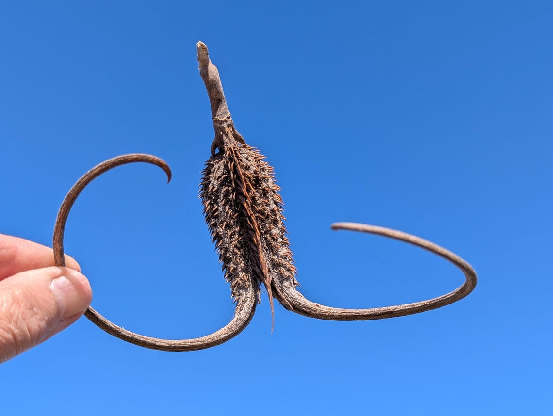 Devils Claw Seed Pods - Etsy
