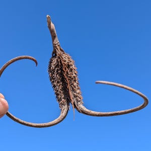 Devils Claw Seed Pods - Etsy