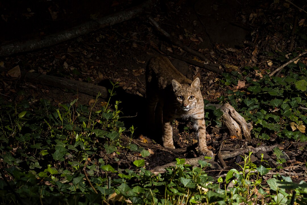 Bobcat Art Print, Wildlife at Night, Animal Wall Art, Forest Animals ...