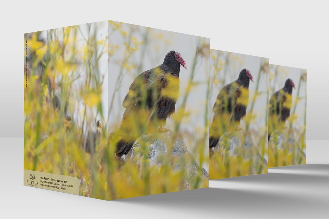 Vulture gifts, Turkey Vulture greeting card, note card, vulture, bird ...