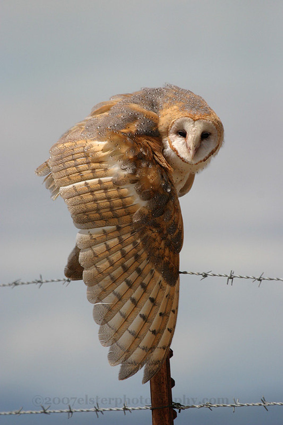 Barn Owl Photograph, Owl Wall Art, Wildlife Photography, Owl Art, Owl ...