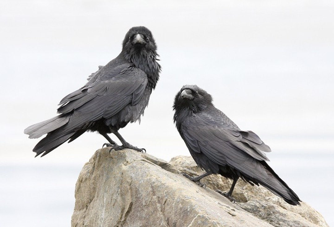 Pair of Ravens Photograph, Raven Art Print, Art for Crow Lovers ...