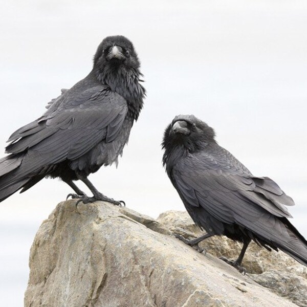 Raven Photograph - Etsy