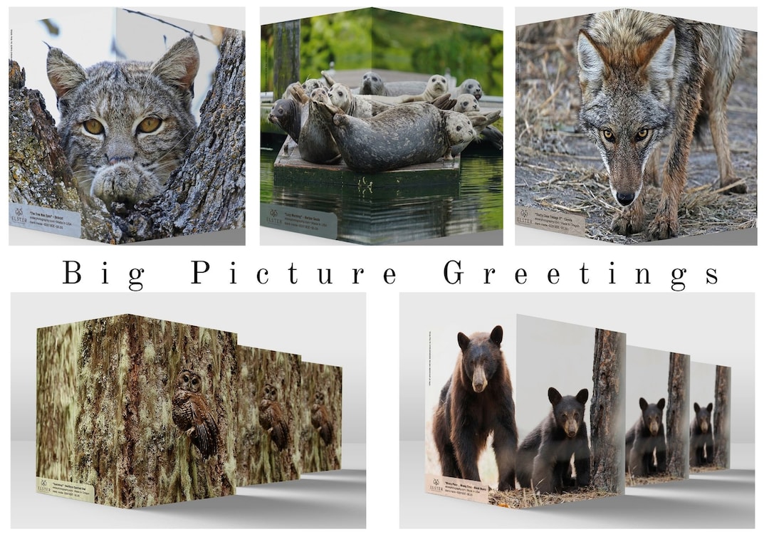 Wildlife Note Card Boxed Set Note Card Photography Bobcat Bear Gift ...