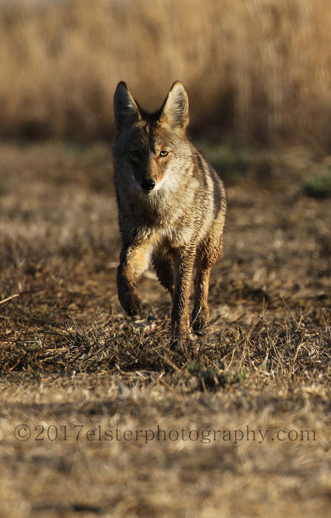 Coyote Print, Coyote Picture, Coyote, Wildlife Picture, Animal Photo ...