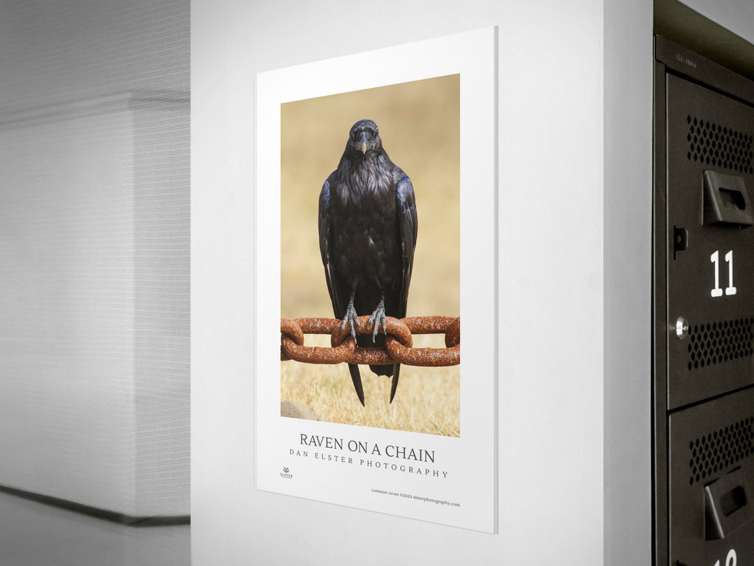 Raven Poster, Raven Wall Art, Wildlife Posters, Wildlife Photography ...