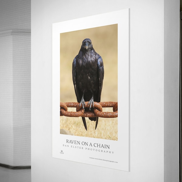 Raven Photography - Etsy