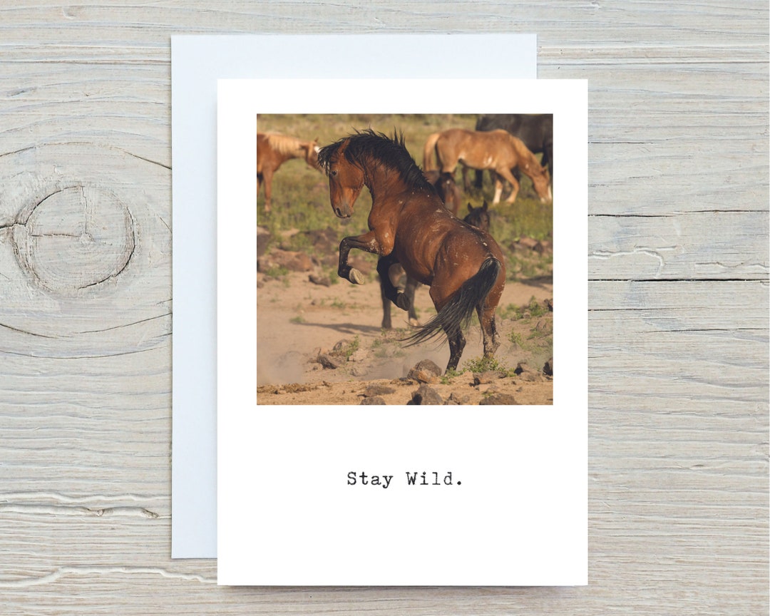 Wild Horse, Wild Horse Art, Wild Horse Photograph, Wild Mustang Card ...