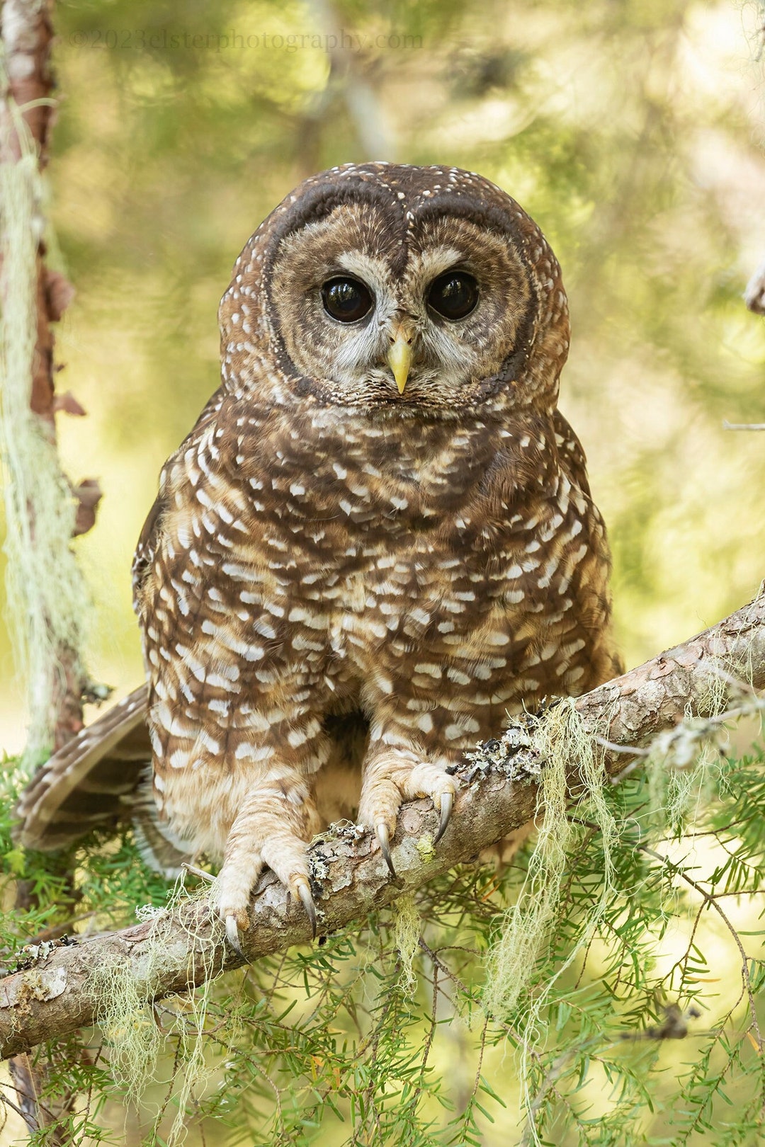 Owl Wall Art, Owl Photograph, Spotted Owl Print, Endangered Species ...