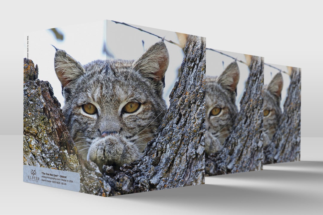 Bobcat Greeting Card, Wildlife Note Card, Cat Card, Wildlife Greeting ...