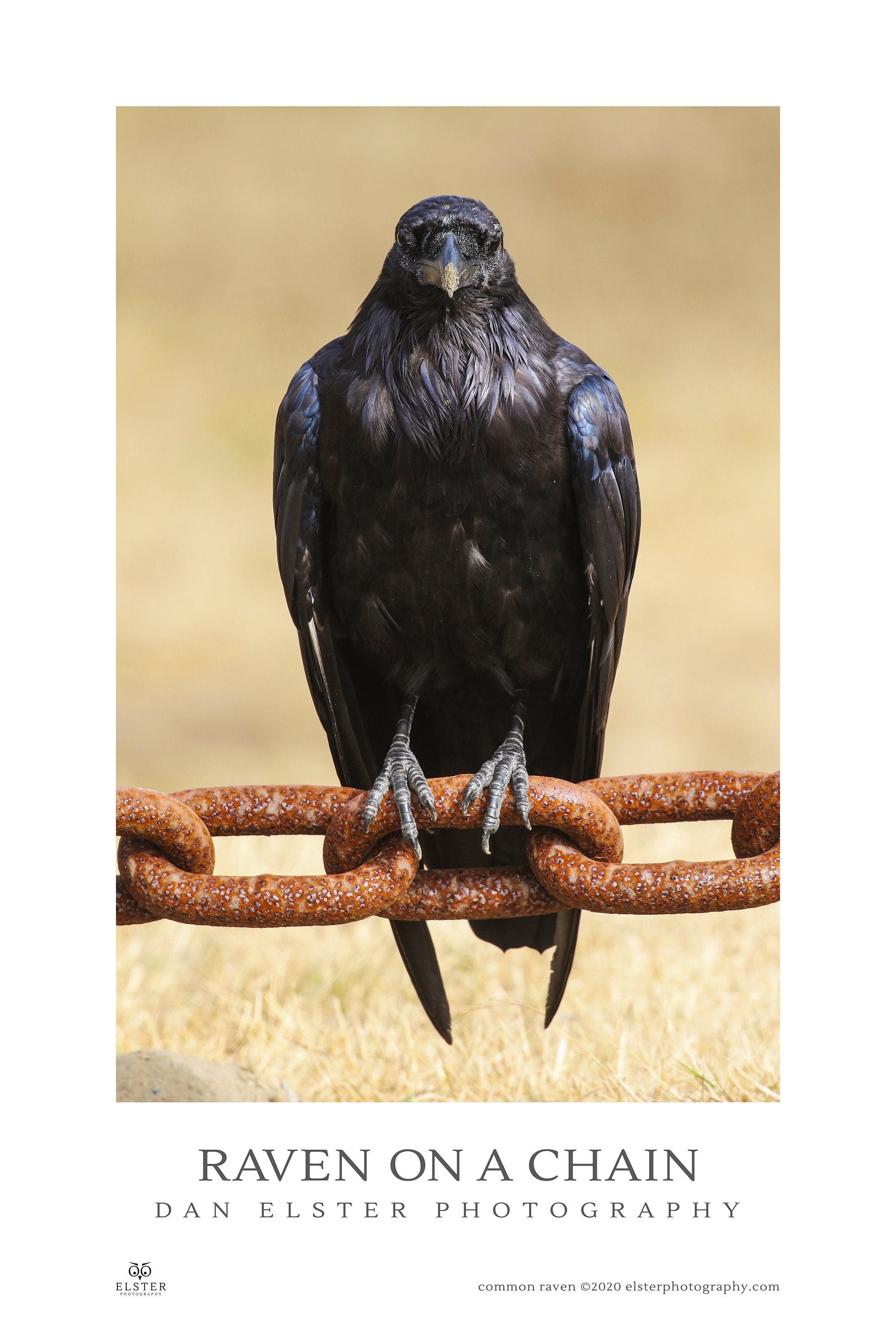 Raven Poster, Raven Wall Art, Wildlife Posters, Wildlife Photography ...
