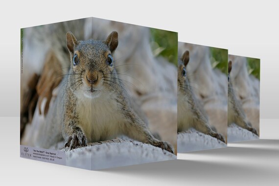 Squirrel Grey Squirrel Squirrel Card Nuts Nature Lover - Etsy