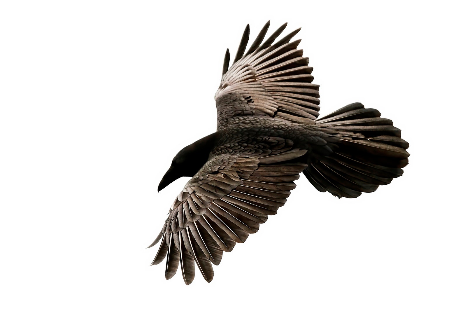 Raven in the Fog 1, Raven, Wing, Flight, Crow, Wildlife, Pacific ...