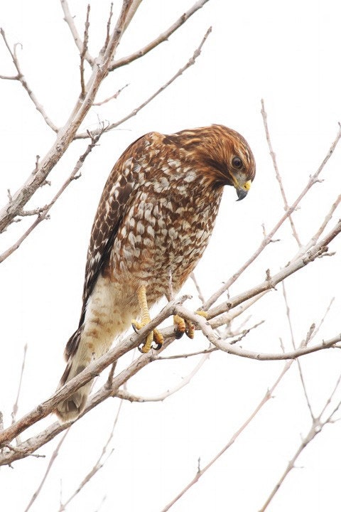 Red Shouldered Hawk Print, Hawk Photograph, Red Shouldered Art, Fine ...