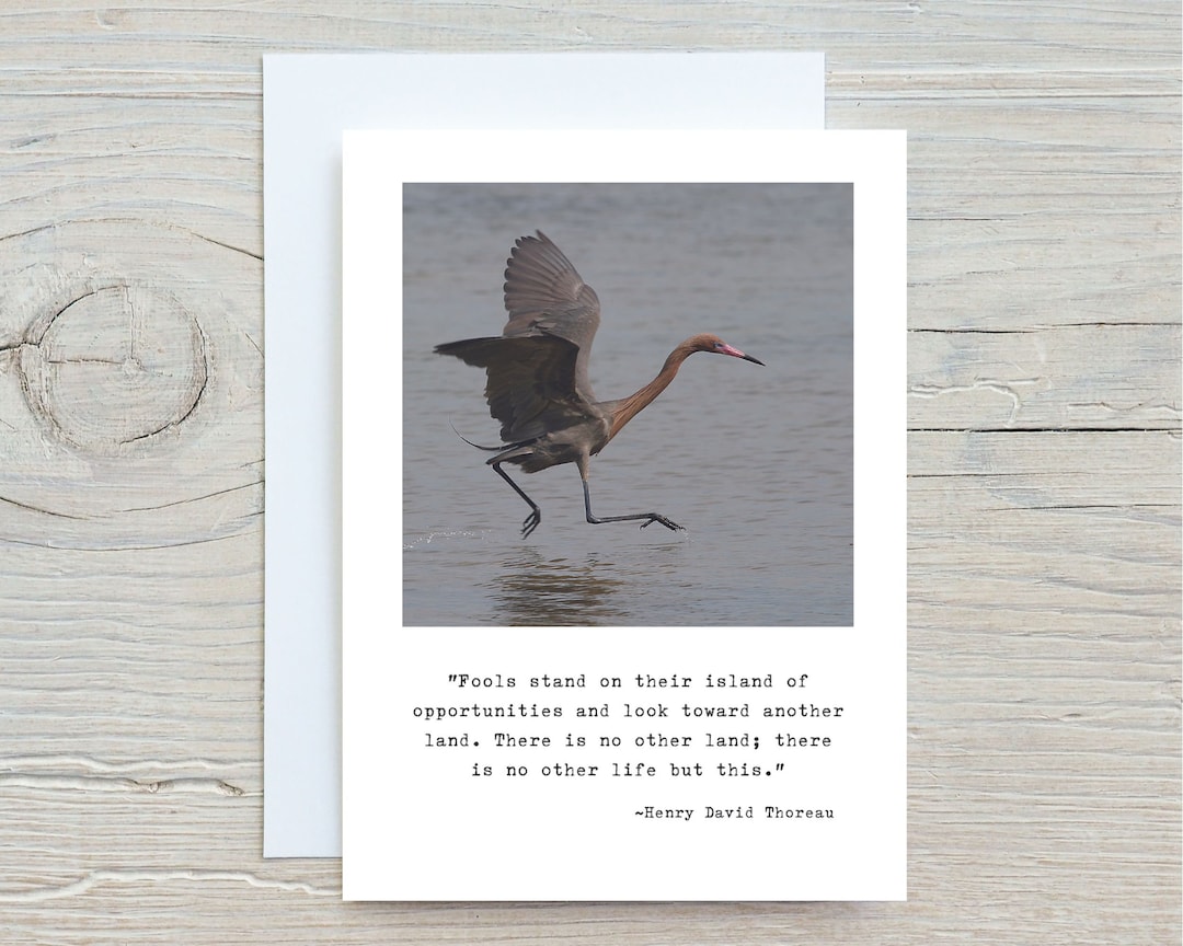 Blank Note Card, Wildlife Greeting Card, Reddish Egret Photo, Thoreau ...