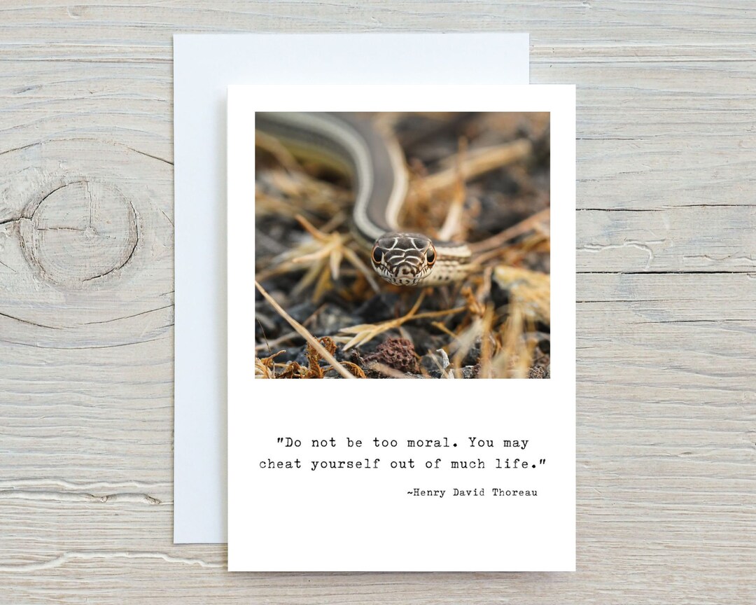 Funny Snake Card, Cards With Reptiles, Wildlife Card, Inappropriate ...